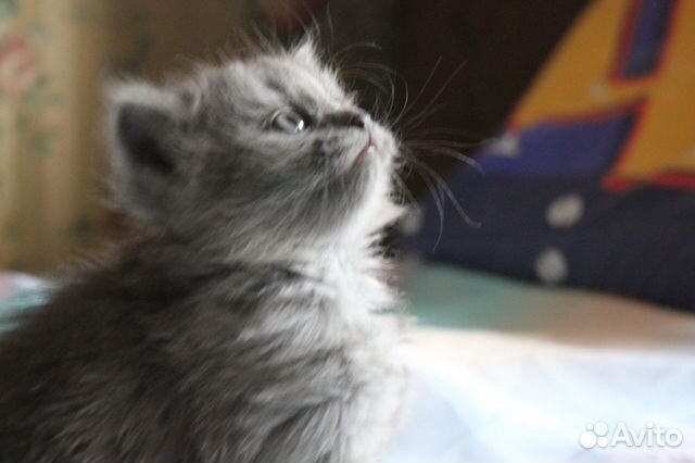 Котенок нибелунг