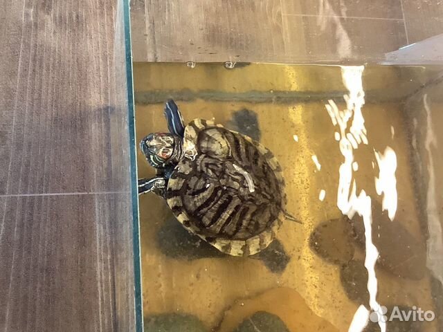 Красноухая черепаха бесплатно