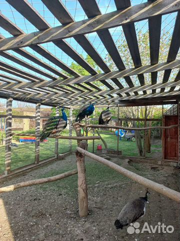Павлины продажа