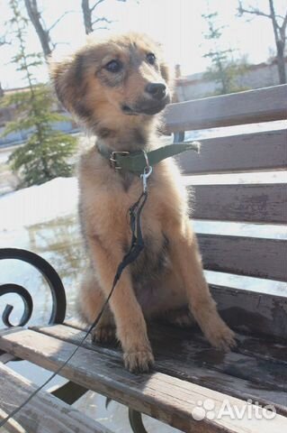 Щенок в добрые руки бесплатно