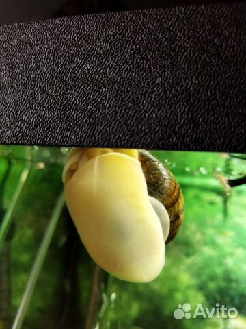 Ампулярии взрослые, мечущие икру постоянно