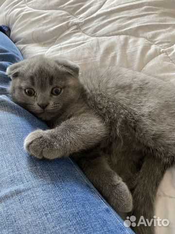 Продается котенок, шотландская вислоухая