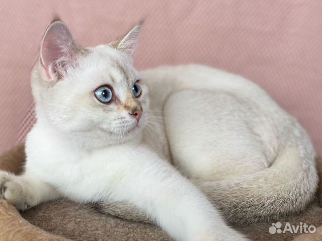 Шотландский кот