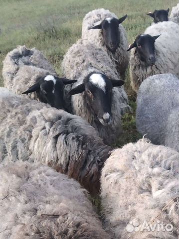 Шерсть овец