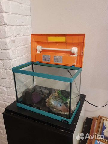 Аквариумные рыбки