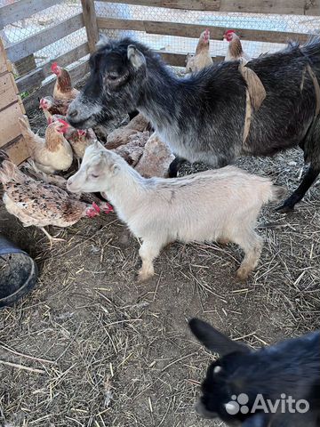 Козлик ломанча