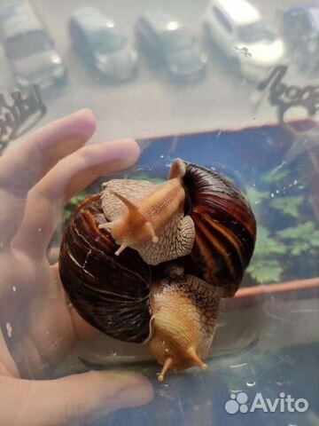 Виноградные улитки