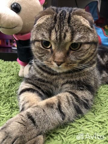 Шотландский веслоухий кот