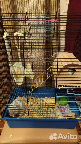 Отдам клетку вместе с домашними крысами