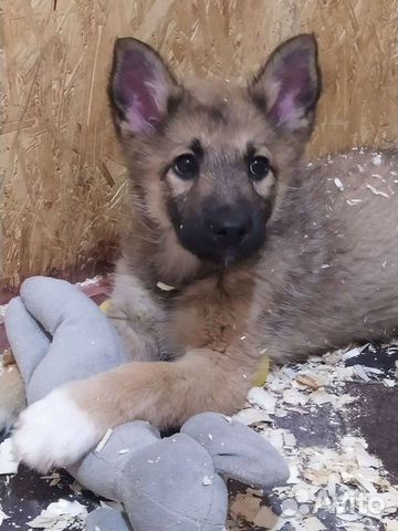 Щенок девочка Маковка в добрые руки