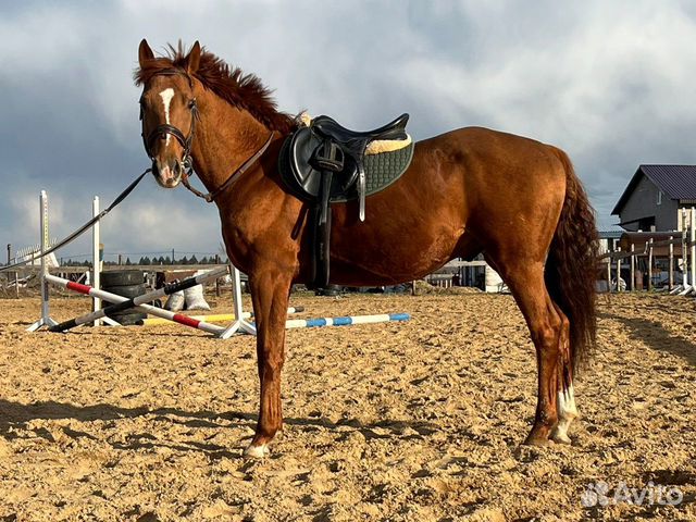 Молодой жеребец на продажу