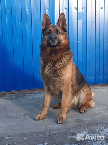 Немецкая овчарка вязка кобель