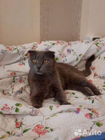 Вислоухая молодая кошка ждёт своего человека