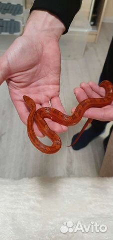 Маисовый полоз самка