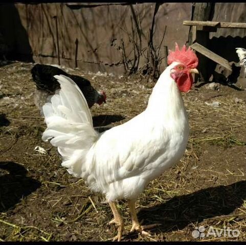 Молодые куры и петухи