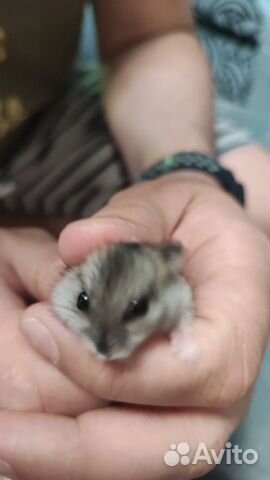 Джунгарик в добрые руки бесплатно