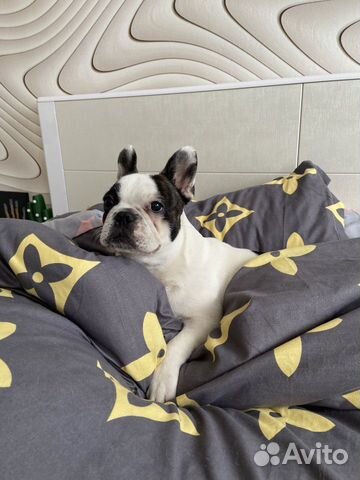 Вязка Французкий Бульбог