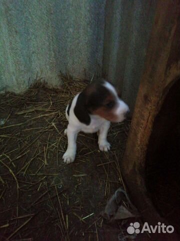 Эстонская гончая