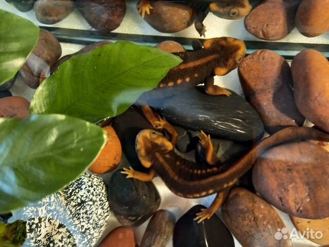 Крокодиловые тритоны