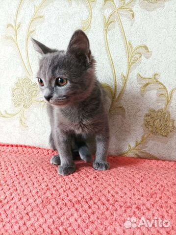 Британская