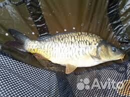 Продам малек карпа