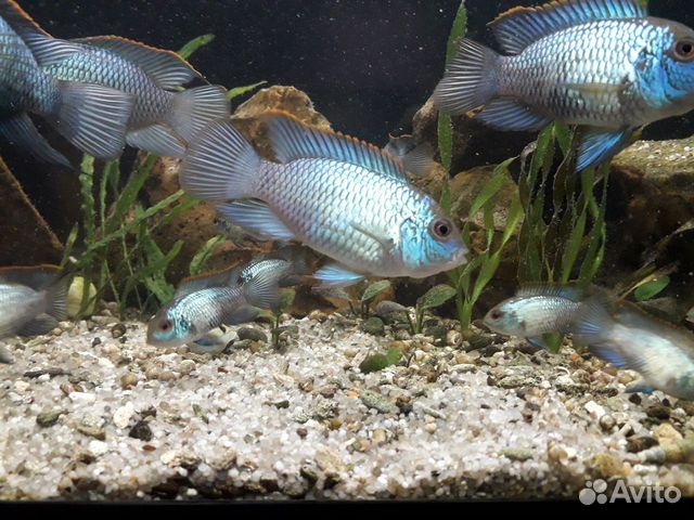 Продам рыбок. Наннакара