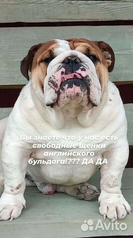 Английский бульдог
