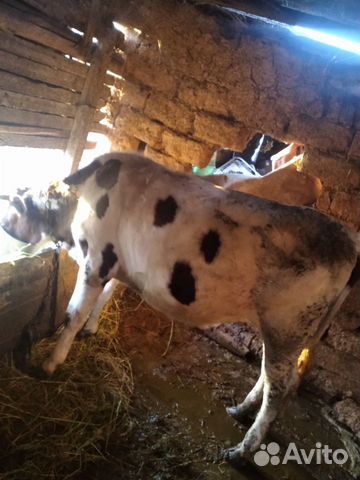 Продам телочку