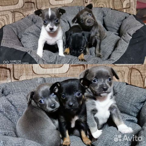 Собаки