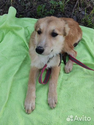 Собака в добрые руки отдам бесплатно