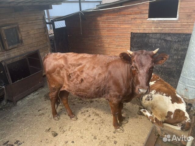 Корова телка