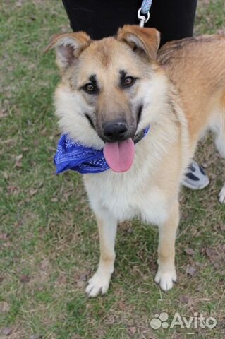 Заглядывает в глаза и умоляет спасти