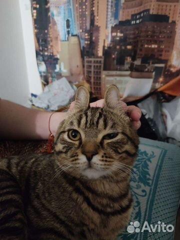 Кот 1/4 британец