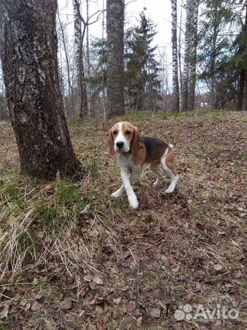 Собаки Бигль