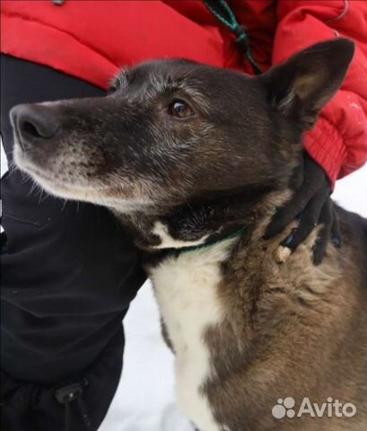 Я не хочу умереть в приюте