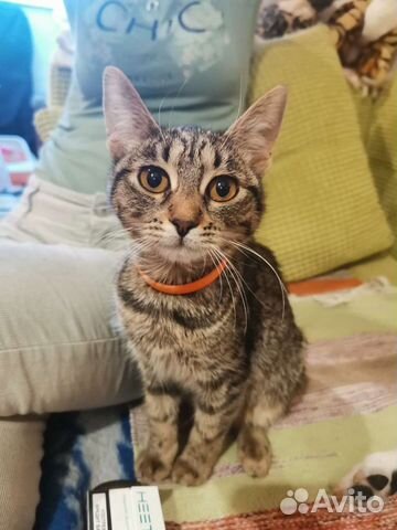 Малышка Клео очень нежный которебенок