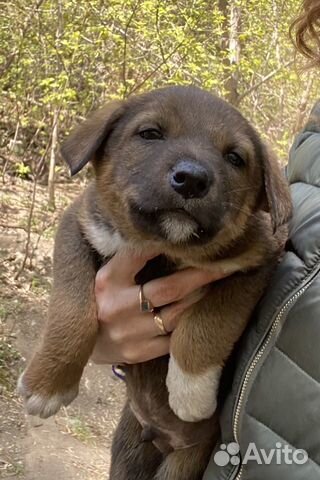 Отдадим щеночка мальчишку в добрые ручки