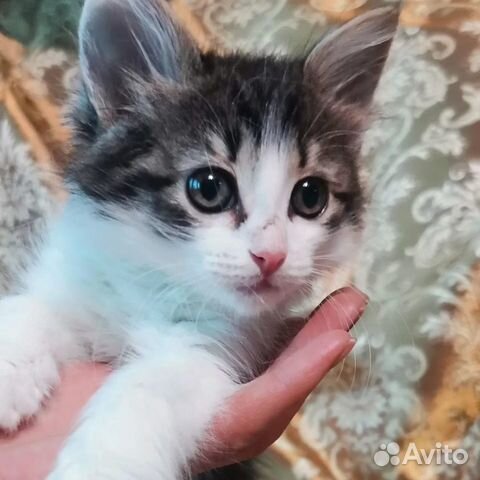 Котенок девочка бездомыш