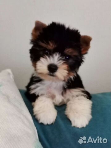 Девочки биверята