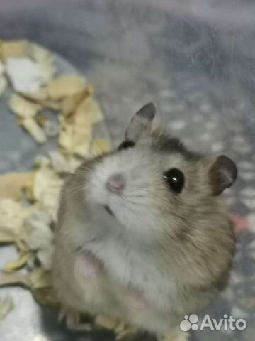 Джунгарики мандаринки