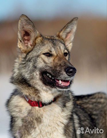 Триша чепрачного окраса, ласковая, 1,5 года