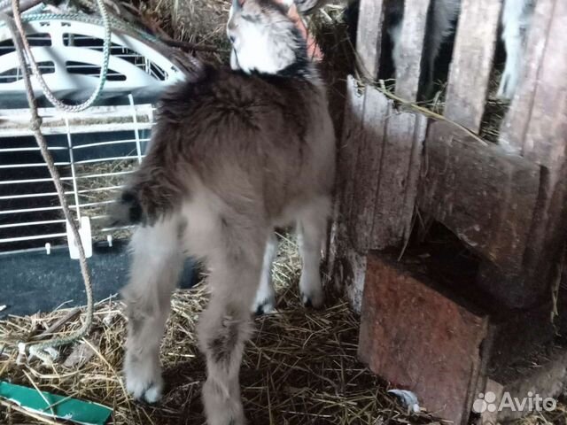 Козлята ламанча