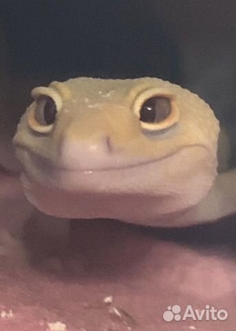 Домашние животные