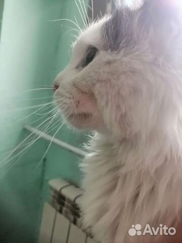 Кот Семён