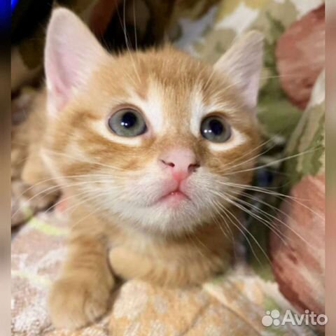 Рыжие котятки в добрые руки