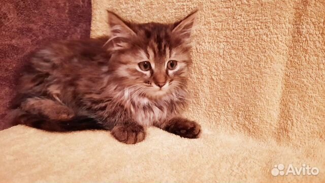 Одам бесплатно