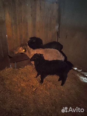 Овечки и ягнята