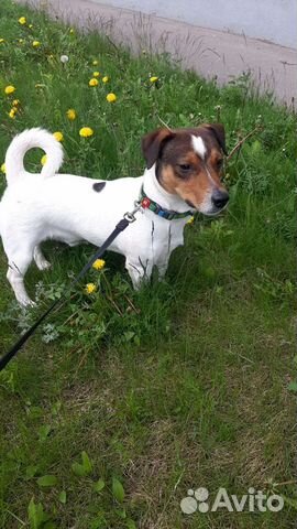 Вязка Джек Рассел терьер