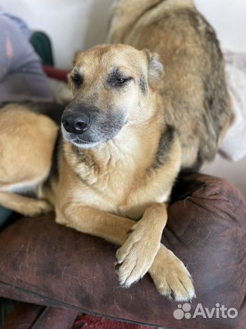 Обаятельная собака Сарра ищет дом