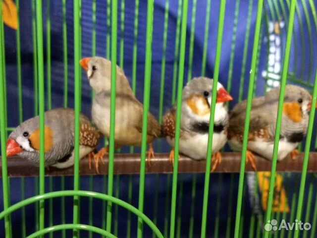 Зебровые амадины 4 шт